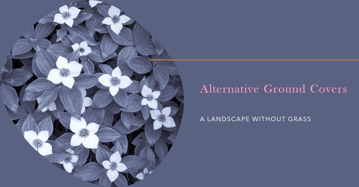 2025 Landscape Without Grass: Alternative Ground Covers » Archova Visuals